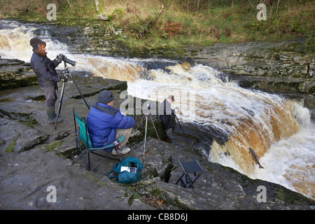 Wild Atlantic Salmon leaping Stainforth Foss on the River Ribble in the ...