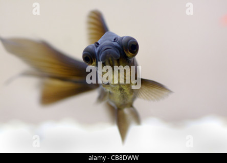 Chinese black moor / Globe eyed fish swimming in fish tank Stock Photo ...