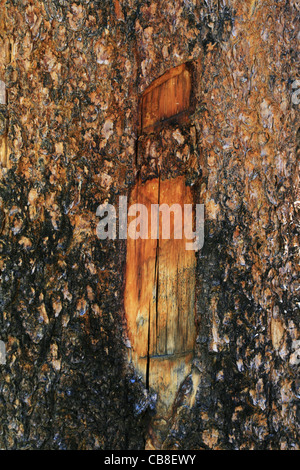 Blaze on tree marking trail along Echo Lakes near the boundary of the ...
