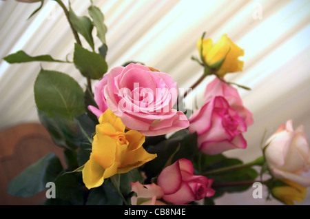 Rose in many colors and beautiful in garden Stock Photo - Alamy