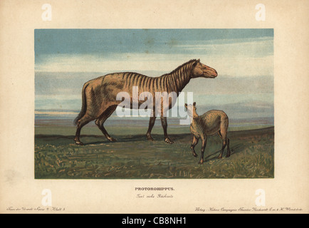 Protorohippus or orohippus, extinct ancestor of the horse from the ...