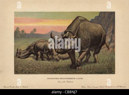Titanotherium latum (Uintatherium anceps), extinct genus of herbivorous ...