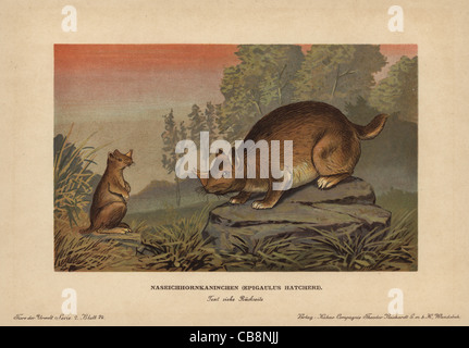 Horned gopher, Ceratogaulus hatcheri, extinct rodent of the late ...