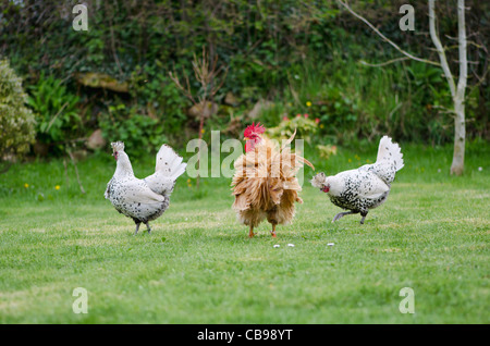 Two speckled hens strutting their stuff . These are Appenzeller hens ...
