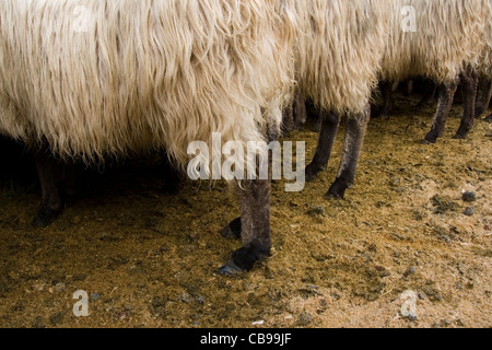 a latxa sheep herd in basque country Stock Photo - Alamy
