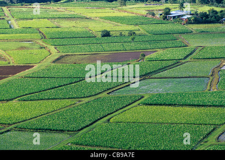 Hawaii, Kauai, Hanalei Taro Patches, Hanalei Valley, Kalo Stock Photo ...