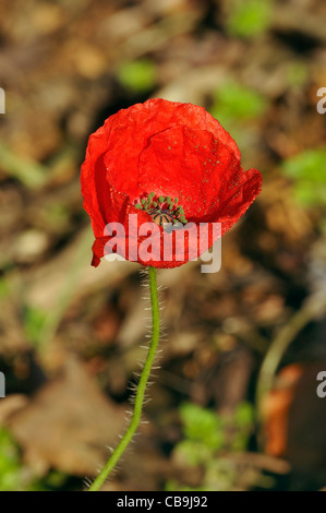 Poppy arable weed wildflower wild natural meadow field farm wasteland ...