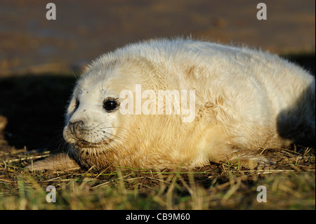 A young seal with gray and white fur lies on a sandy beach, partially ...
