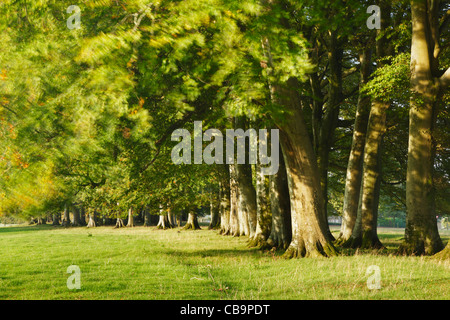 Trees blowing in the wind Stock Photo - Alamy