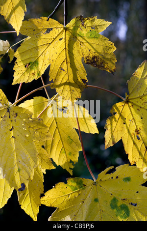 Yellow maple leaves in autumn blue sky Copy space Stock Photo - Alamy