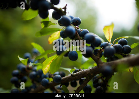 Wild damson berries growing on the South Downs, near Sompting Stock ...
