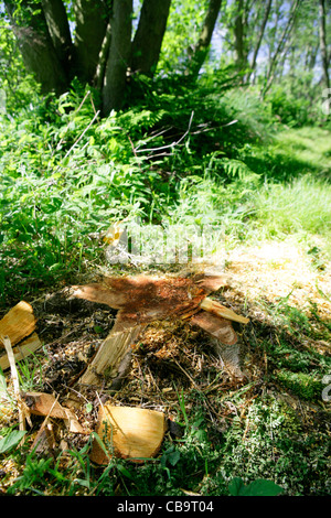 chopped off wood tree stump Stock Photo - Alamy