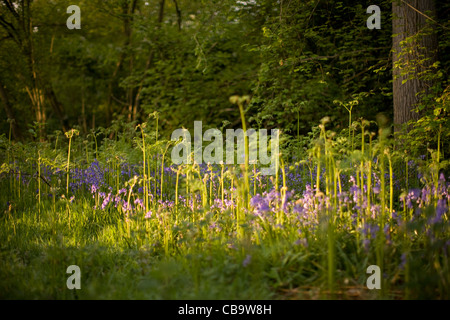 Bluebells, Wayland Wood, Norfolk, UK Stock Photo - Alamy