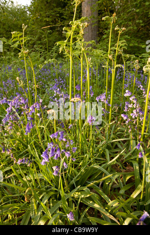 Bluebells, Wayland Wood, Norfolk, UK Stock Photo - Alamy