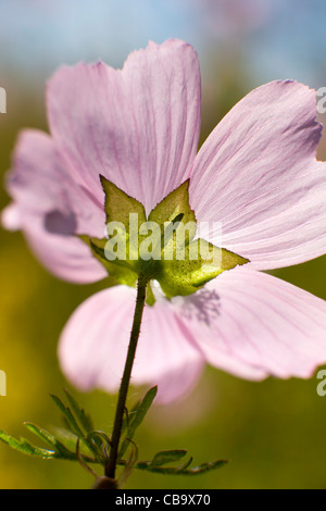 Musk Mallow, Malva Mochata Stock Photo - Alamy