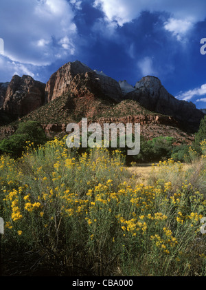 Wildflowers in Zion National Park contribute to the region's ...