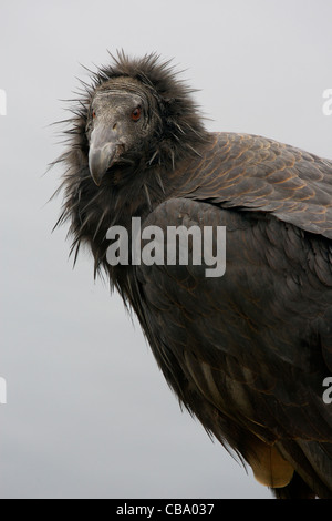 California Condor - Adult Stock Photo - Alamy