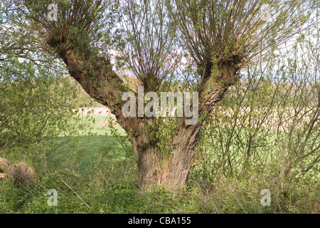Willow Tree (Salix sp.). Adventitious shoots and branches growing from ...