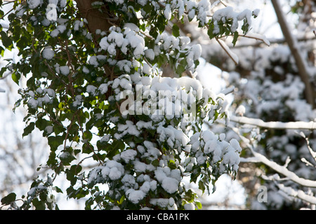 Snow coated plants and landscape Norfolk Stock Photo - Alamy