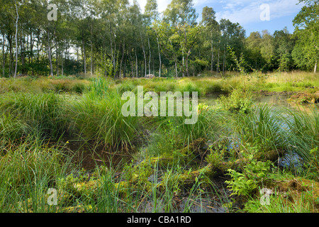 Thompson Common Norfolk Stock Photo - Alamy