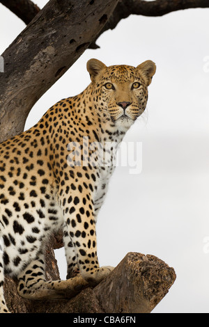 Leopard standing on a tree in Kruger National park, South Africa ...