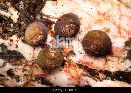 Grey Topshell - Gibbula cineraria Stock Photo - Alamy