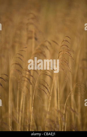 Swathe of Agricultural crop Stock Photo - Alamy