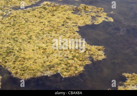 String algae, otherwise known as blanket weed or filamentous algae ...