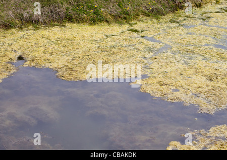 String algae, otherwise known as blanket weed or filamentous algae ...