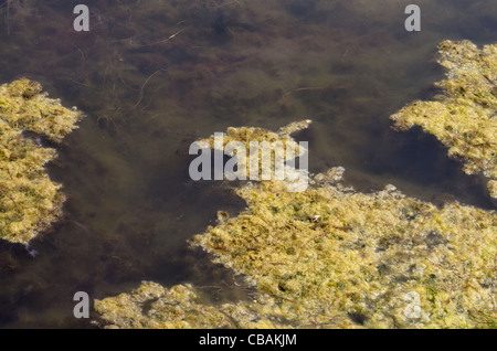 String algae, otherwise known as blanket weed or filamentous algae ...