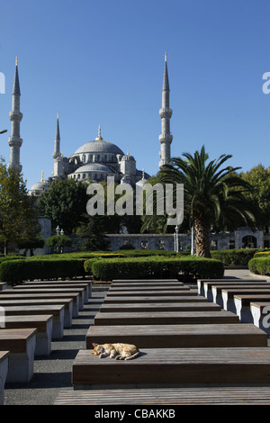 CAT SLEEPING AT BLUE MOSQUE SULTAN AHMET CAMII SULTANAHMET ISTANBUL ...