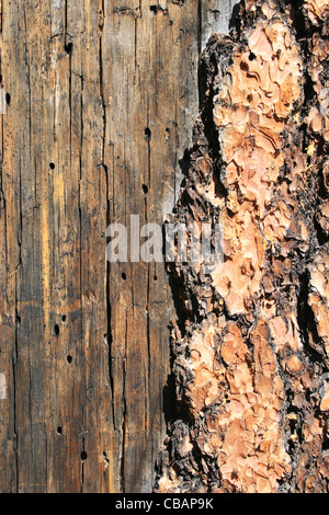 detail of a splitting old dead tree trunk Stock Photo - Alamy