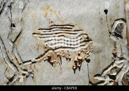 tracks from wood borers on dead aspen tree trunk Stock Photo - Alamy
