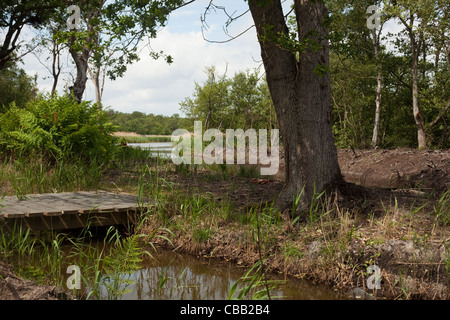 Calthorpe Broad National Nature Reserve. Norfolk.Showing vegetation ...