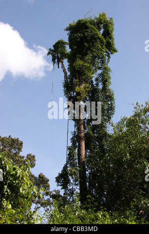Preah Khan Temple with Large Tree Roots, Angkor, Cambodia Stock Photo ...