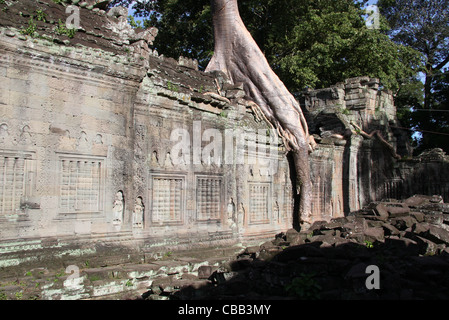 Elephant Trunk (strangler fig) tree at Temple of Preah Khan near Siem ...