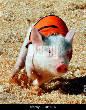 Pigs racing county fair Stock Photo - Alamy