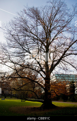 Jean Tinguely, museum, tree, Basel, Switzerland Stock Photo - Alamy