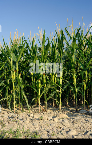 Field of maize. Italian agriculture. Rural scenery Stock Photo - Alamy