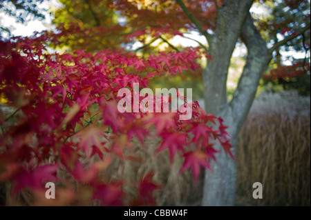 The tree and its neighbours, Maple of blazing garden Stock Photo - Alamy