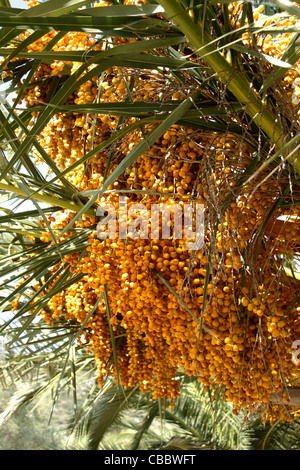Dates on a palm tree Stock Photo - Alamy