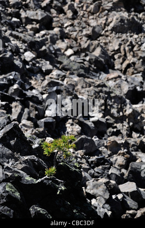 Newberry national Volcanic monument near Bend Oregon Stock Photo - Alamy