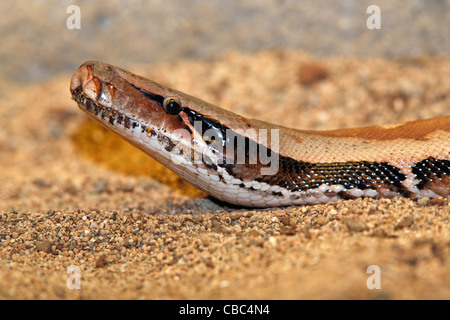 Borneo short-tailed blood python snake (Python curtus breitensteini ...
