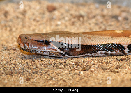 Borneo short-tailed blood python snake (Python curtus breitensteini ...