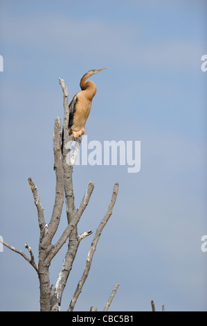 African darter Anhinga rufa, perched in mangroves at sunset, Gambia ...