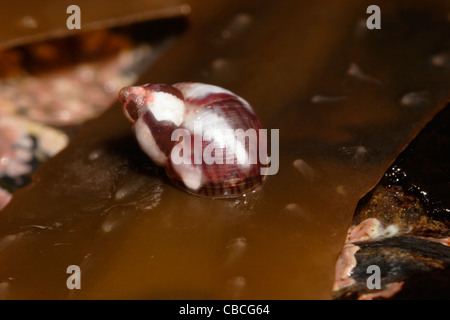 Pheasant shell Tricolia pullus Phasianellidae on the lower shore UK Stock Photo - Alamy