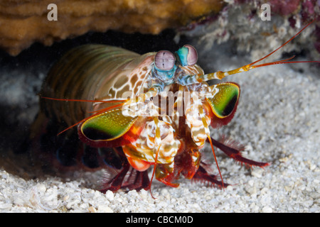 Mantis Smasher Shrimp with his Prey, Cenderawasih Bay, West Papua ...