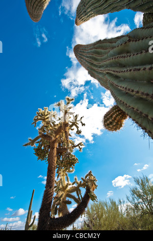 Chain fruit cholla cactus and saguaros at sunset in South Maricopa ...