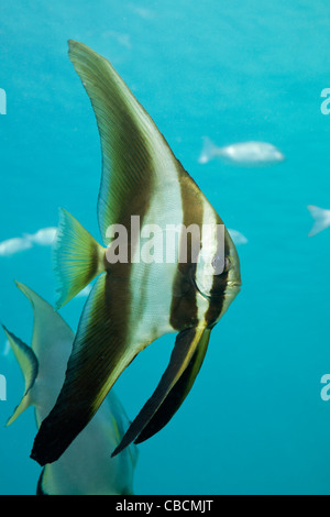 Longfin spadefish (Platax teira) juvenile. Mimics dead leaf. Manado ...