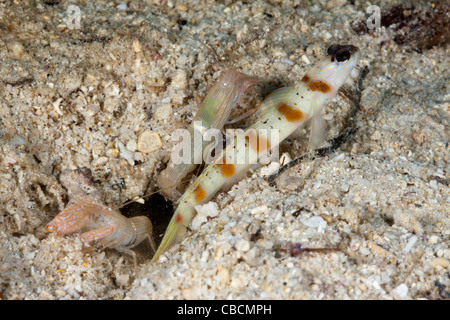 Red pistol snapping shrimp - Alpheus macrocheles Stock Photo - Alamy